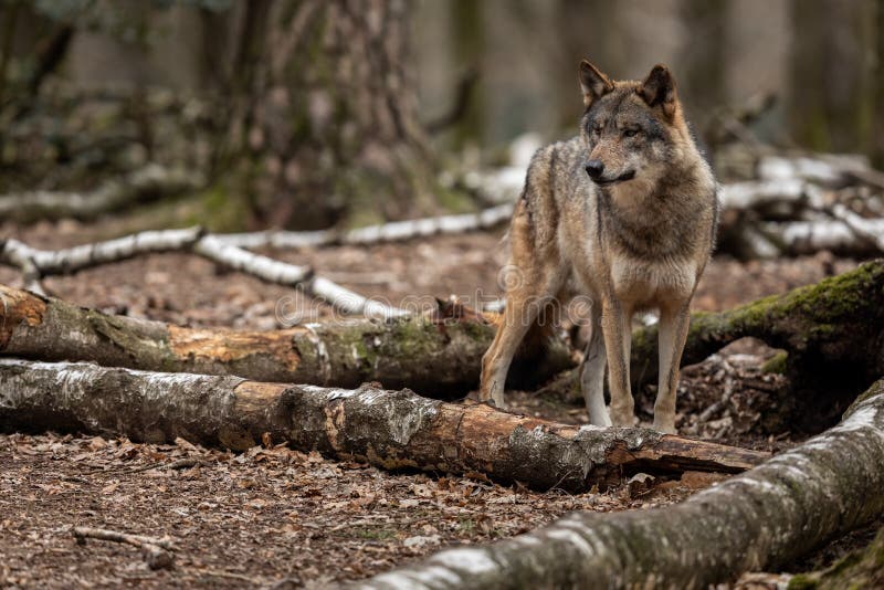 Grey wolf in the forest stock image. Image of nature - 166338969