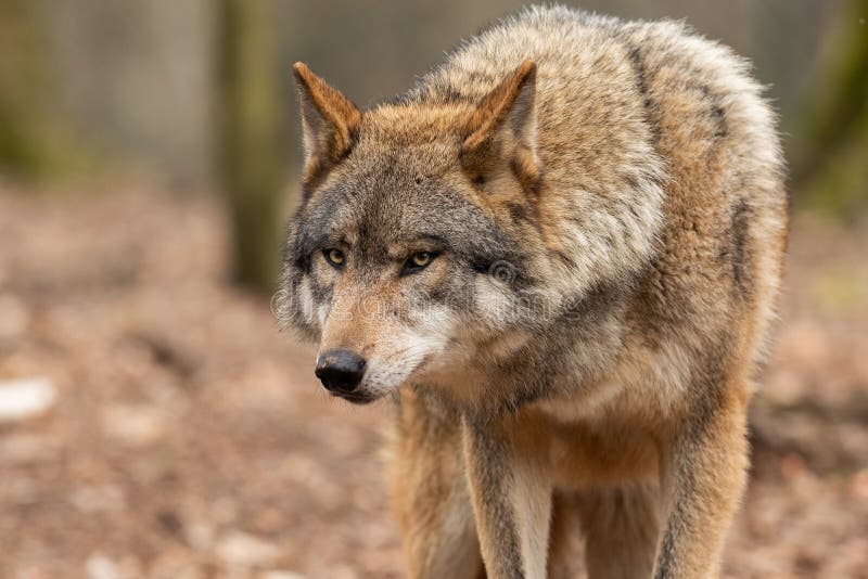 Grey wolf in the forest stock photo. Image of carnivore - 166339034