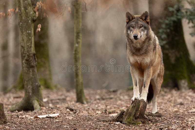 Grey wolf in the forest stock image. Image of animal - 166339153