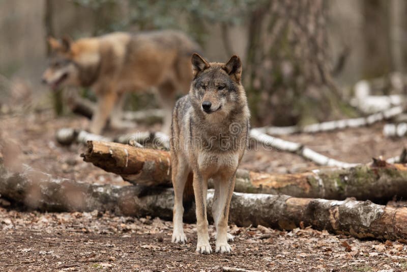 Grey wolf in the forest stock image. Image of beautiful - 166339183