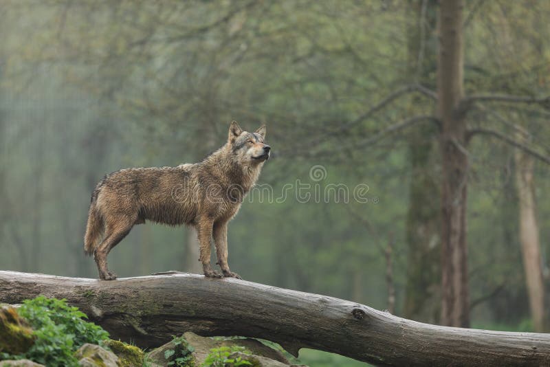 Grey wolf in the forest stock photo. Image of animal - 166345002