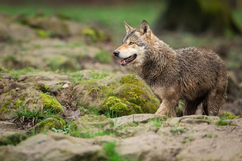 Grey wolf in the forest stock image. Image of nature - 166345569