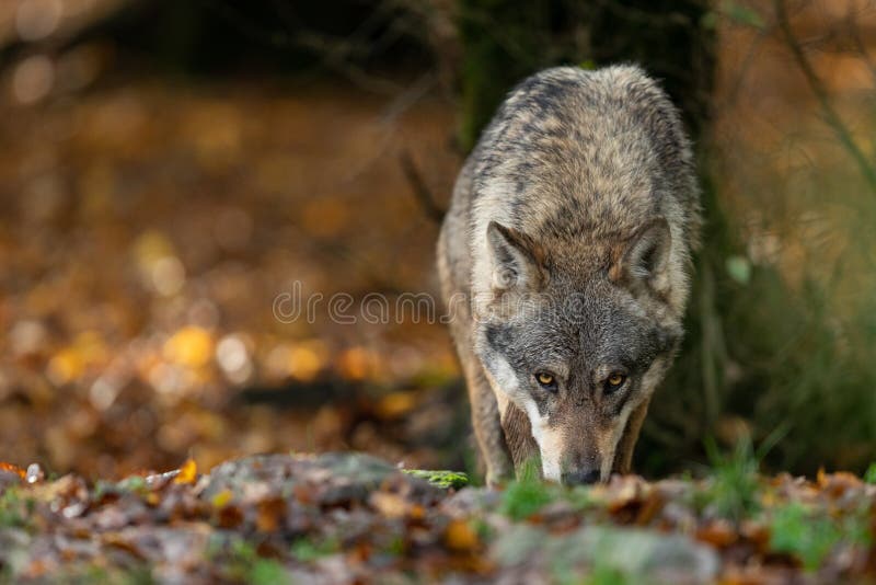 Grey wolf in the forest stock photo. Image of outside - 166349214