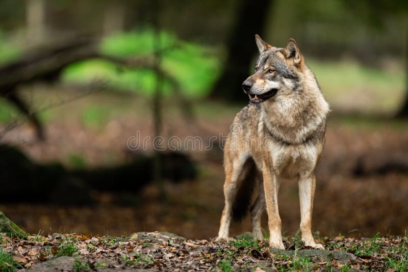 Grey wolf in the forest stock image. Image of outdoors - 166349683