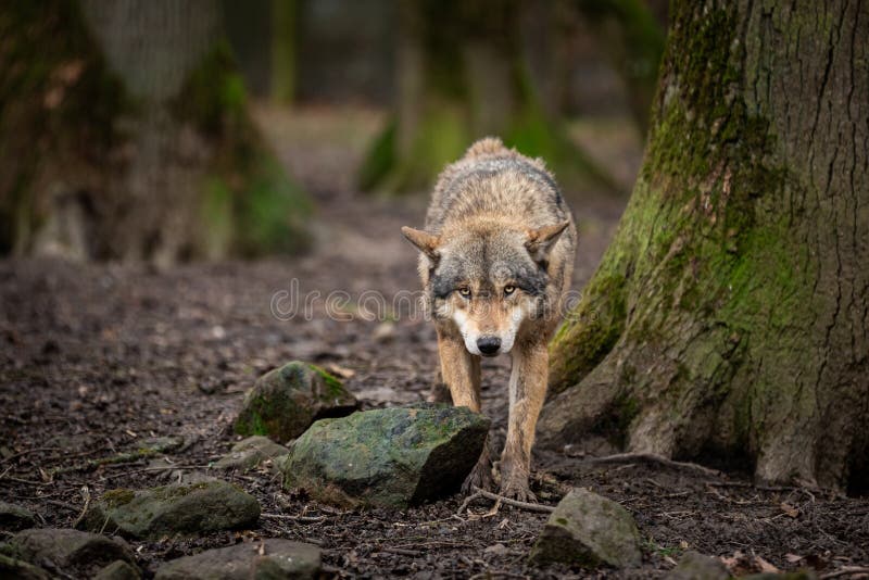 Grey wolf in the forest stock photo. Image of portrait - 173942580