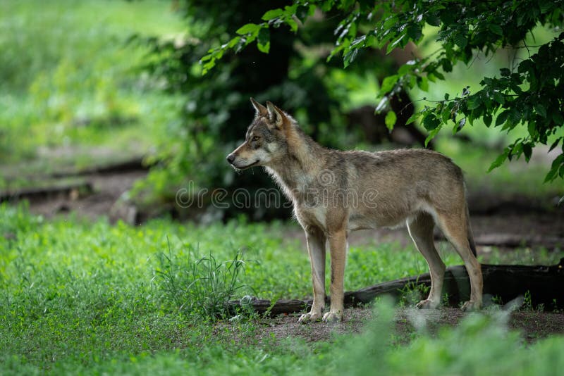 Grey wolf in the forest stock image. Image of outdoors - 186021995