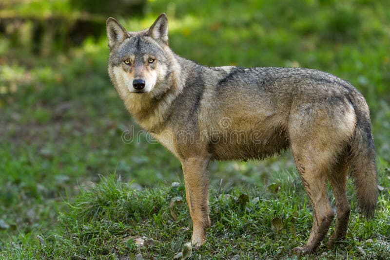 Grey wolf in the forest stock image. Image of mammal - 163754701