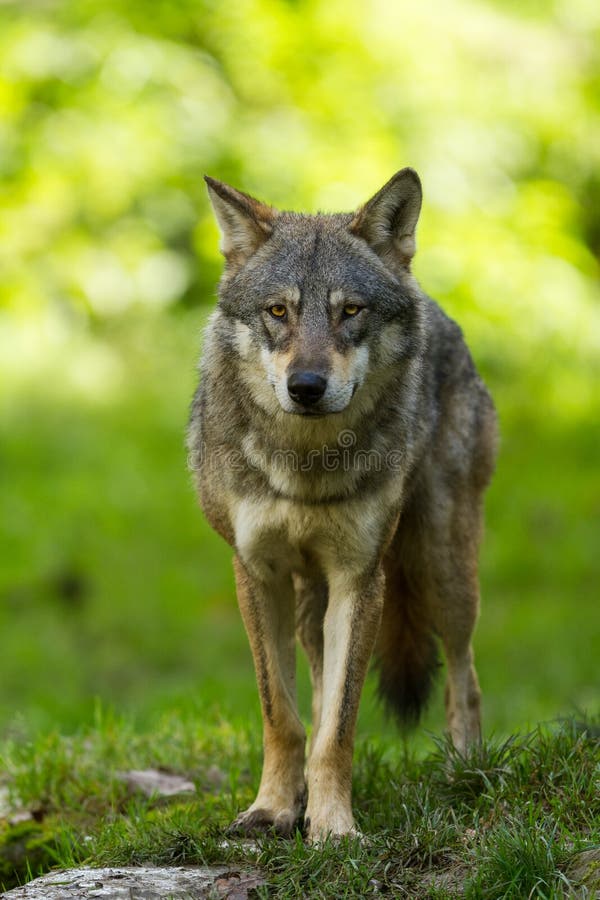 Grey wolf in the forest stock image. Image of nose, closeup - 163754951