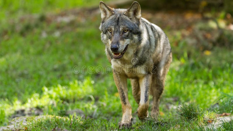 Grey wolf in the forest stock image. Image of outdoor - 163754801