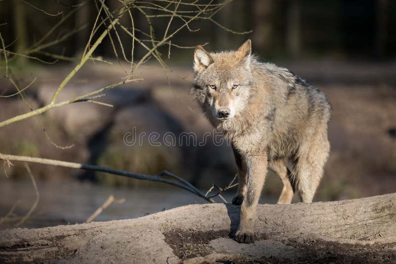 Grey Wolf Walking in the Forest Stock Photo - Image of nature, creature ...