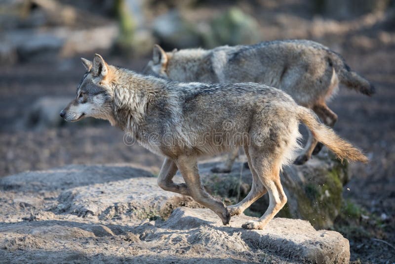 Two Grey Wolf Running in the Forest Stock Image - Image of lupus, cute ...