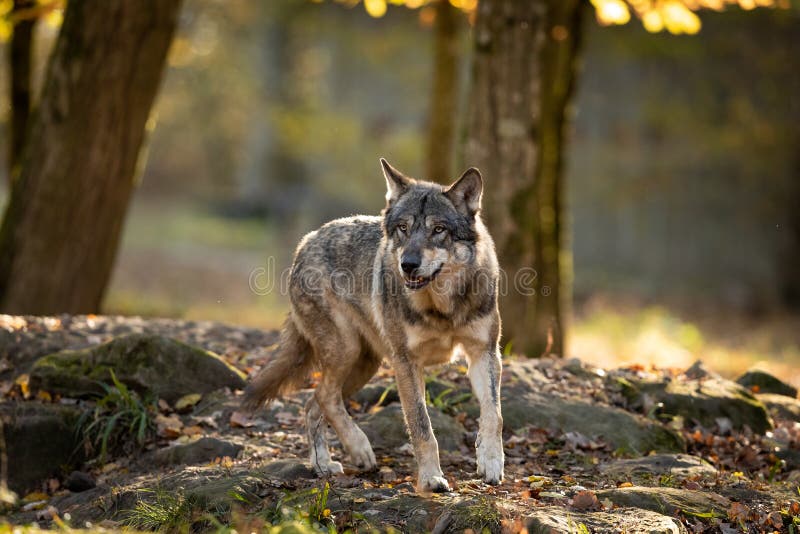 Grey wolf in the forest stock image. Image of closeup - 166428577