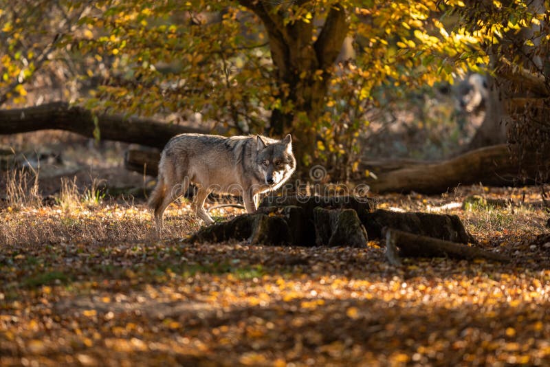 Grey wolf in the forest stock photo. Image of close - 166428722