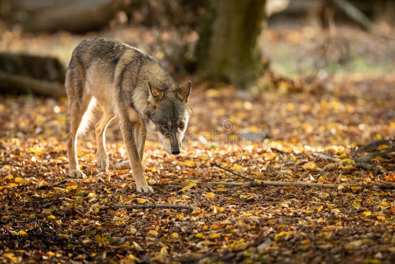 Grey wolf in the forest stock photo. Image of closeup - 166428824