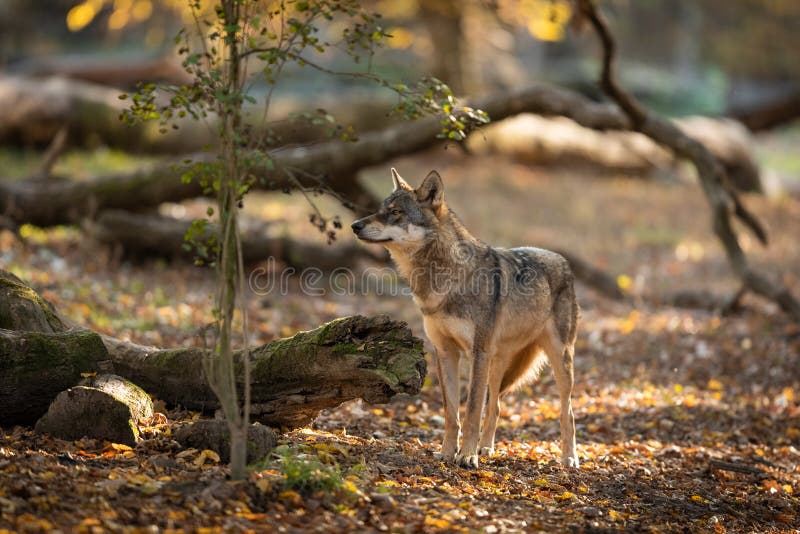 Grey wolf in the forest stock photo. Image of nose, animal - 166428854