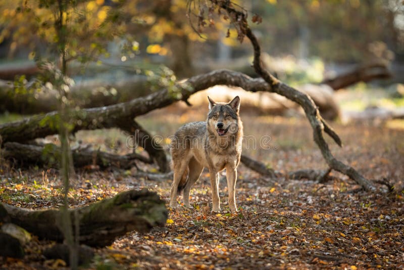 Grey wolf in the forest stock photo. Image of danger - 166428894