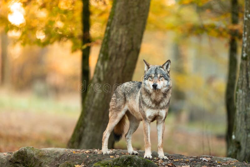 Grey wolf in the forest stock photo. Image of lupus - 166430304