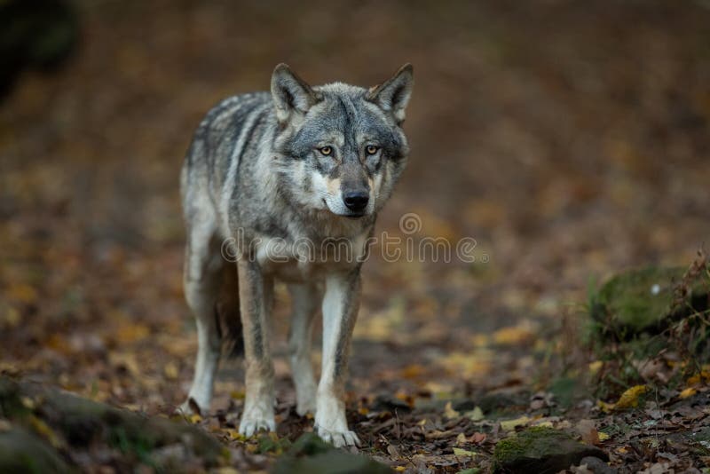 Grey wolf in the forest stock image. Image of outdoors - 166430693