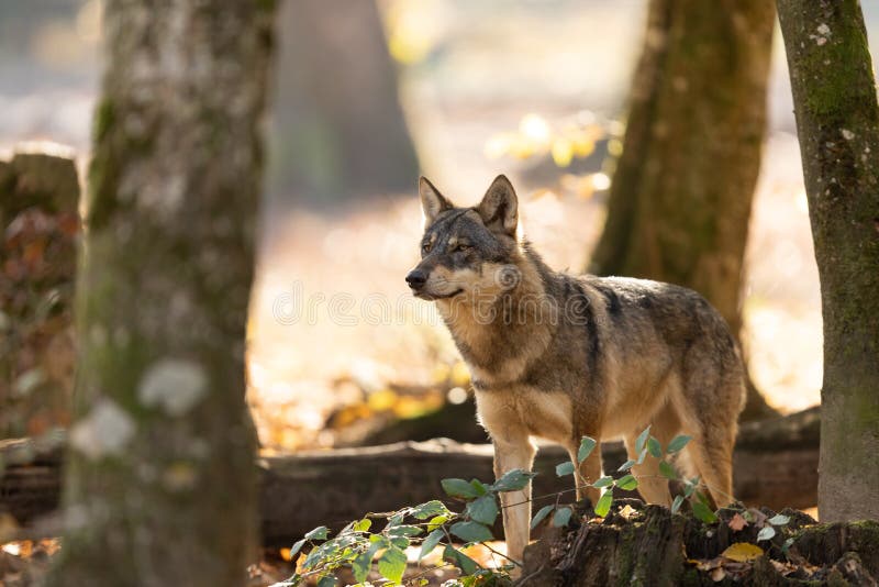 Grey wolf in the forest stock image. Image of natural - 166431219