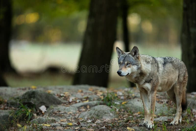 Grey wolf in the forest stock image. Image of outdoors - 166435933