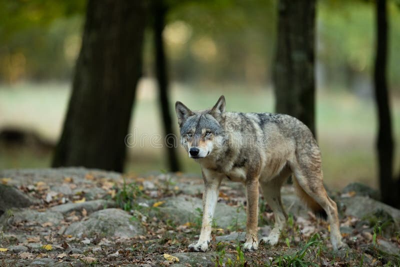 Grey wolf in the forest stock photo. Image of carnivore - 166435964