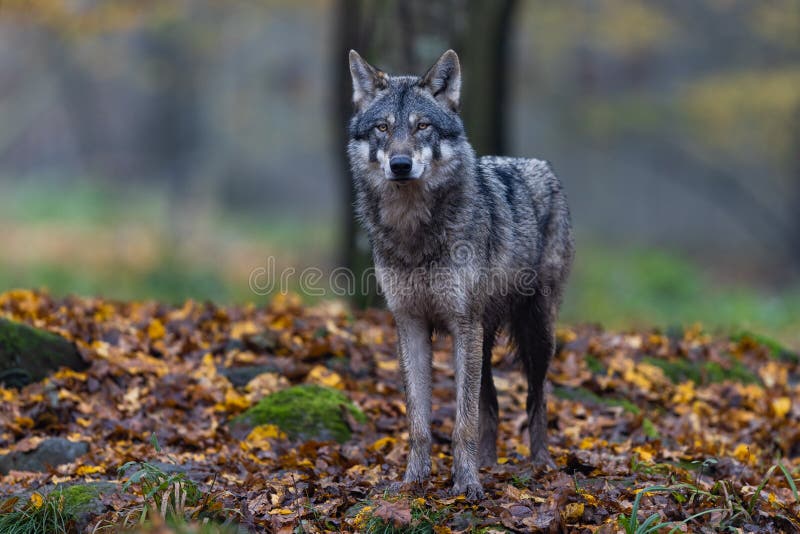 A grey wolf in the forest stock image. Image of winter - 235122905