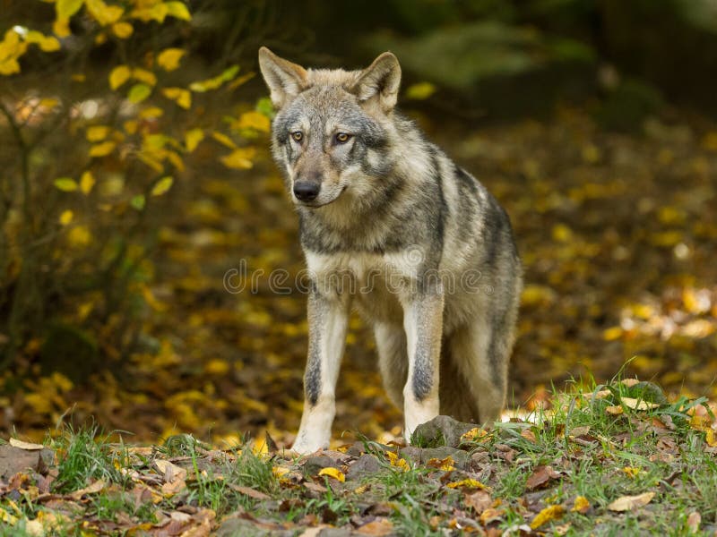 Grey wolf in the forest stock photo. Image of mammal - 163755050