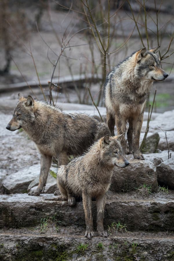 A Group of Grey Wolf in the Forest during the Rain Stock Photo - Image ...