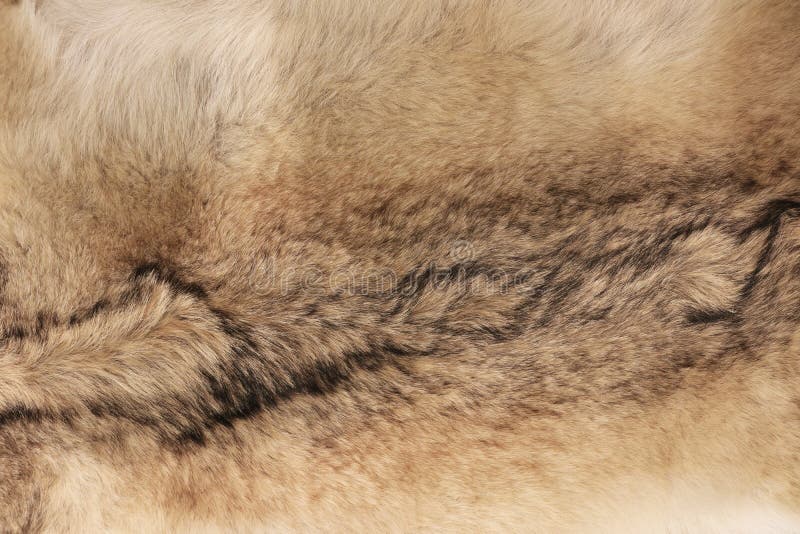 Grey wolf fur background stock photo. Image of wallpaper - 180123958