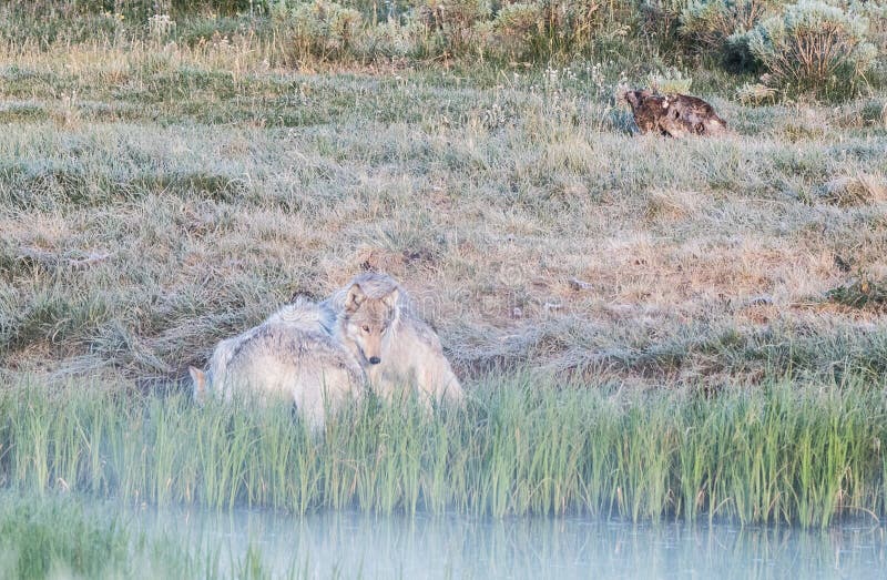 Grey wolf on the grass stock photo. Image of closeup - 76677508