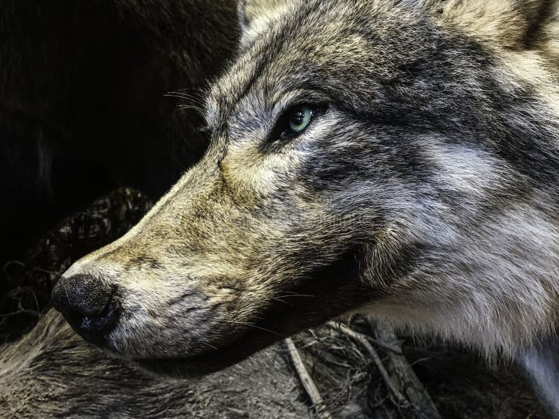 Sharp Wolf Moon stock photo. Image of sharp, eerie, beautiful - 137258466