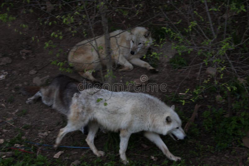 Wolves Taking a Break after an All Night Hunt Stock Photo - Image of ...