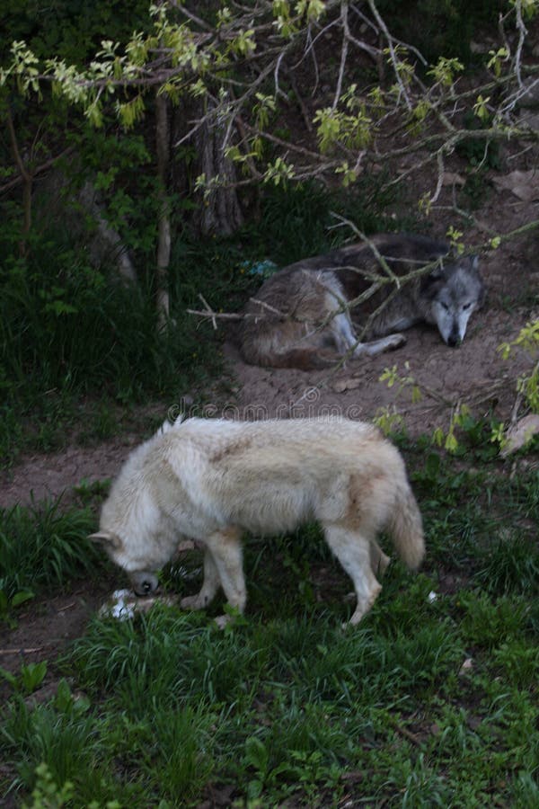 Wolves Taking A Break After An All Night Hunt Stock Image - Image of ...