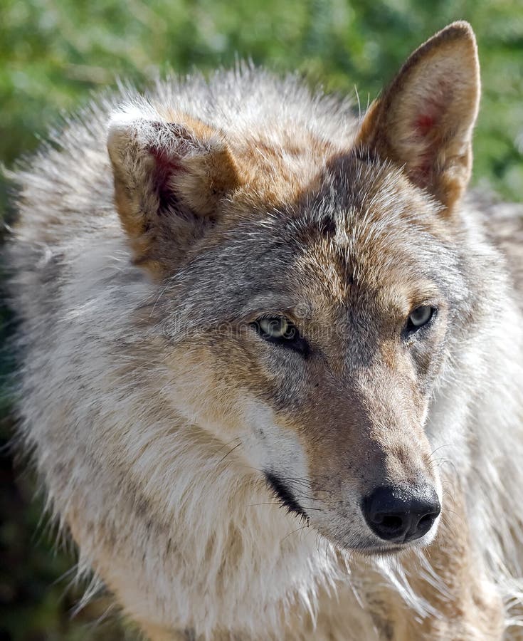Timber Wolf Eye stock image. Image of canine, animal, furry - 9065703