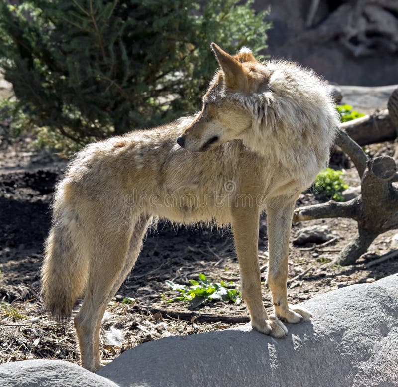 Grey wolf 9 stock image. Image of zoology, portrait, tail - 44467189