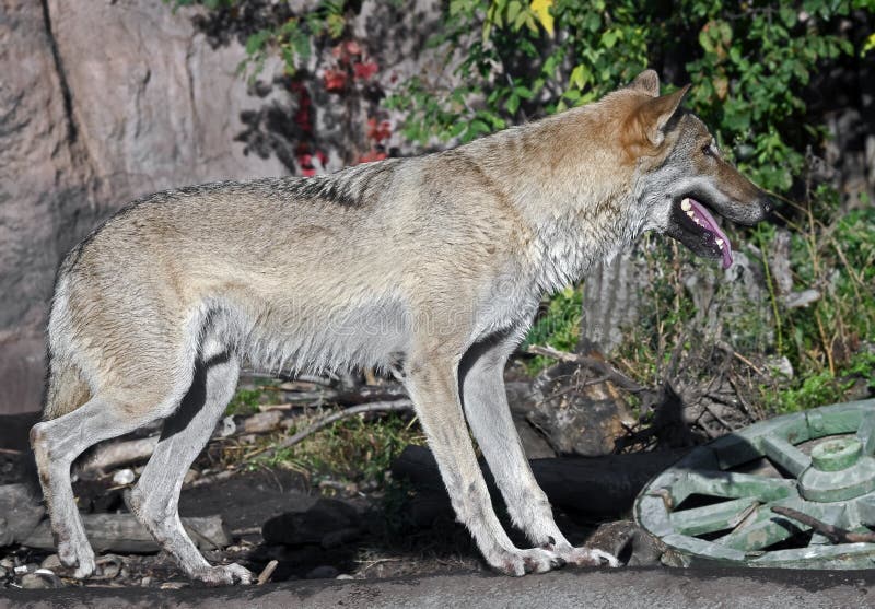 Grey wolf 15 stock photo. Image of tear, grey, view, hunting - 64535652