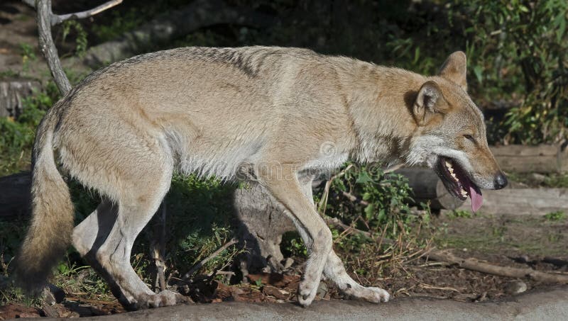Grey wolf 16 stock image. Image of zoology, view, claw - 65477257