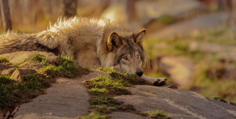 Grey Wolf In Autumn In Quebec, Canada. Stock Photo - Image of canine ...