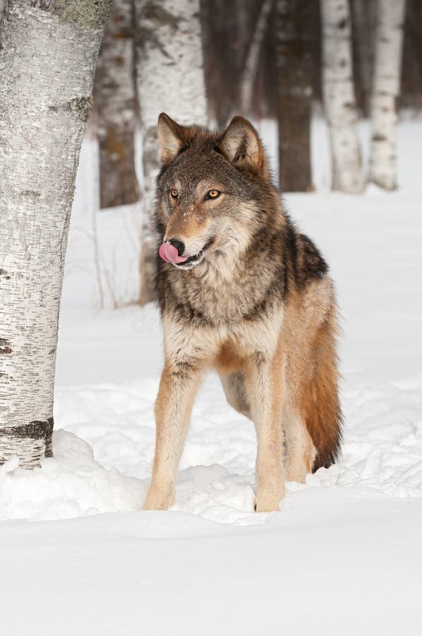 Grey Wolf (lupus De Canis) Lèche Le Nez Photo stock - Image du ...