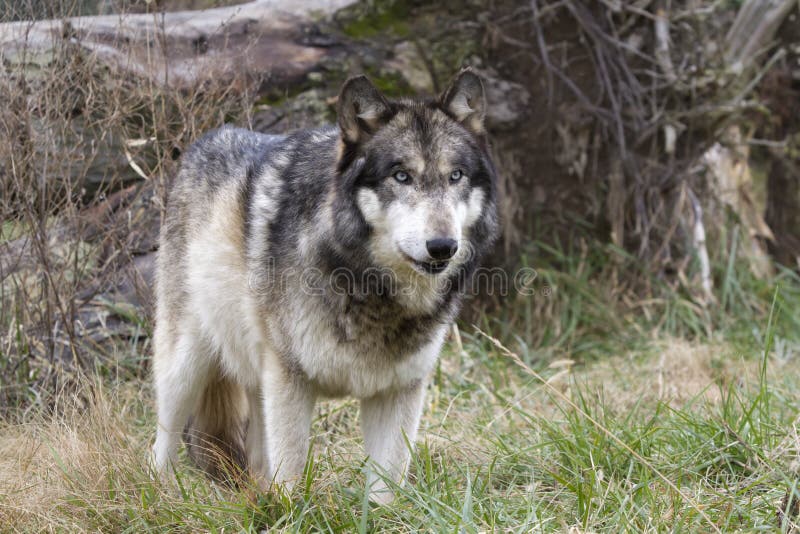 Wolf Augen Stock-Fotos - Laden Sie 9,764 Royalty-Free Fotos herunter