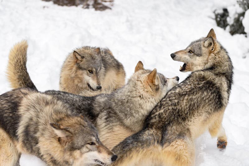 Grey Wolf Pack (Canis Lupus) Press Together in Group Winter Stock Image ...