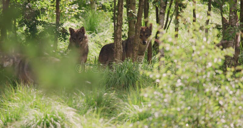 Grey Wolf Pack Looking after Prey in the Dense Summer Forest Stock ...