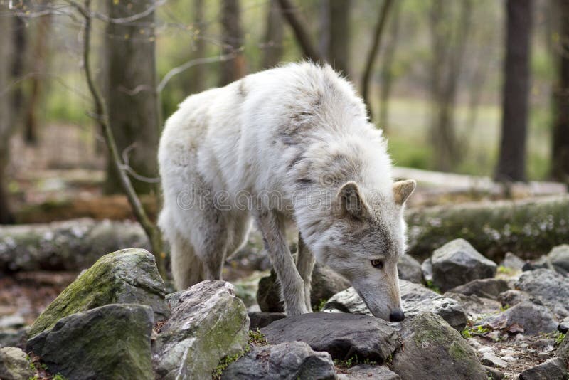 Grey Wolf Picking Up the Scent Stock Image - Image of wolf, staring ...