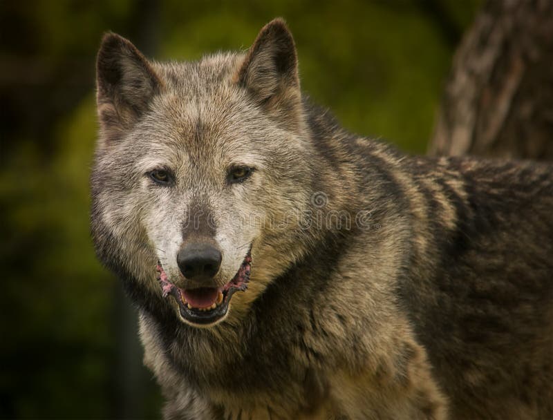 Grey wolf portrait stock image. Image of canine, portrait - 71007743