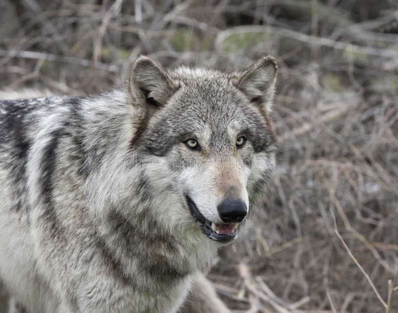 Wolf Head Shot stock image. Image of lupus, grey, canis - 52245509