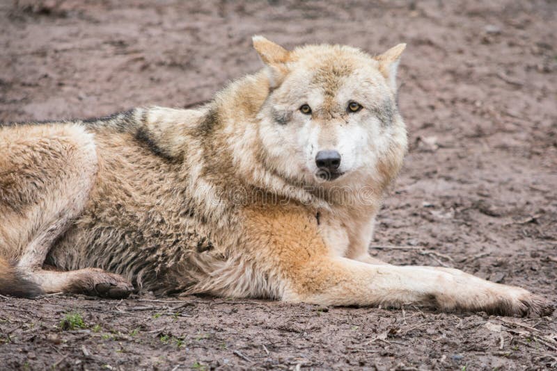 Grey Wolf Portrait stock image. Image of close, canis - 65183371