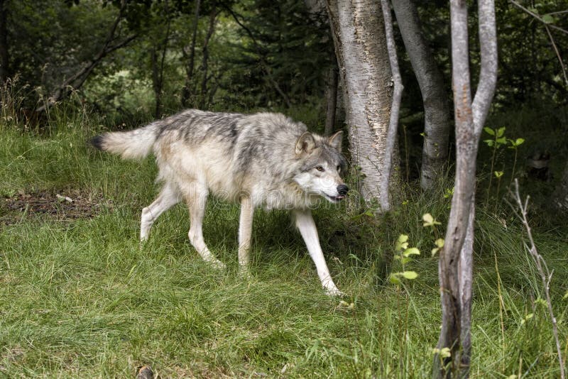 Grey Wolf on the Prowl stock photo. Image of looking - 27097986