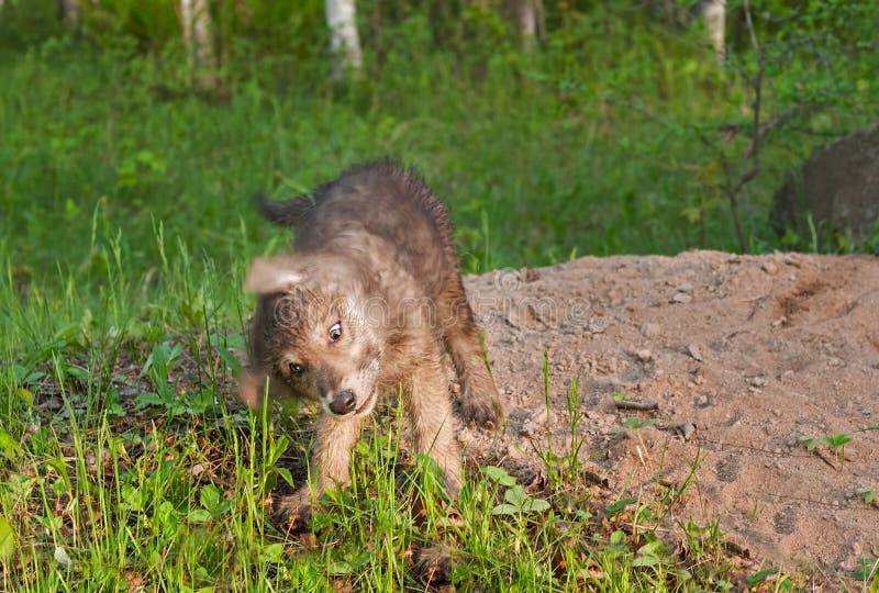Grey Wolf Pup (Canis Lupus) Shake Stock Photo - Image of animal, mammal ...