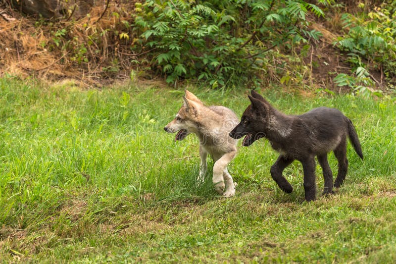 Grey Wolf Pups Canis Lupus Look Left Stock Photos - Free & Royalty-Free ...