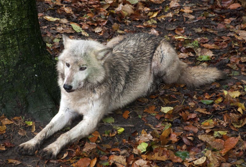 Adult Wolf Lying Under Tree Stock Photos - Free & Royalty-Free Stock ...